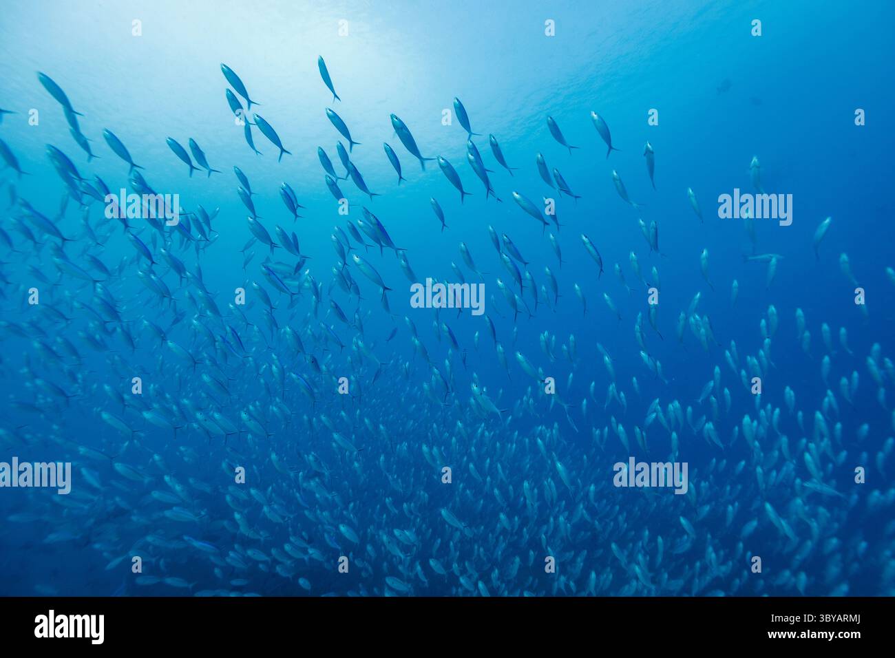 Tropical fish coral reef illustration hi-res stock photography and ...