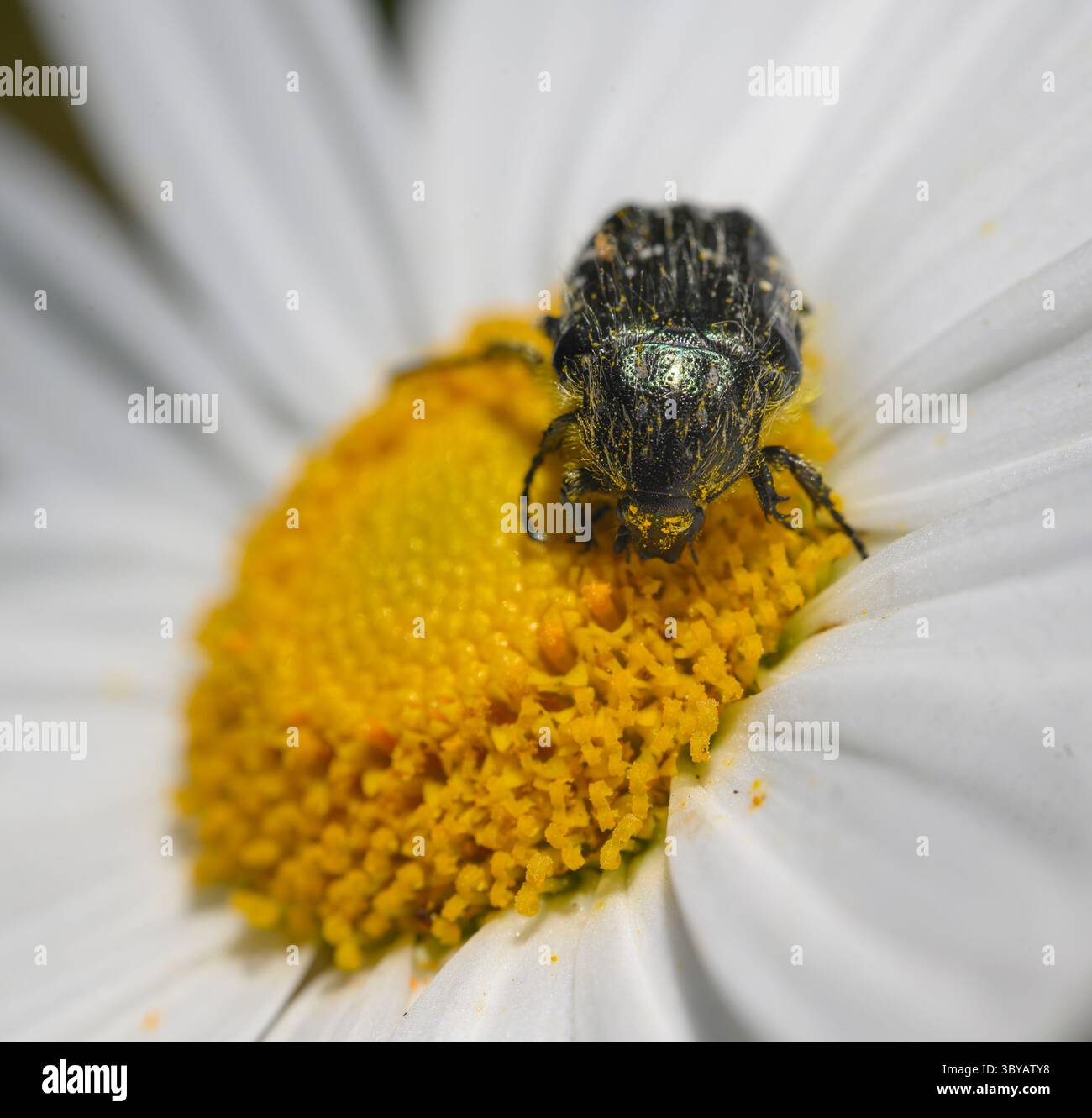 Oxythyrea funesta, a species of phytophagous beetle belonging to the ...