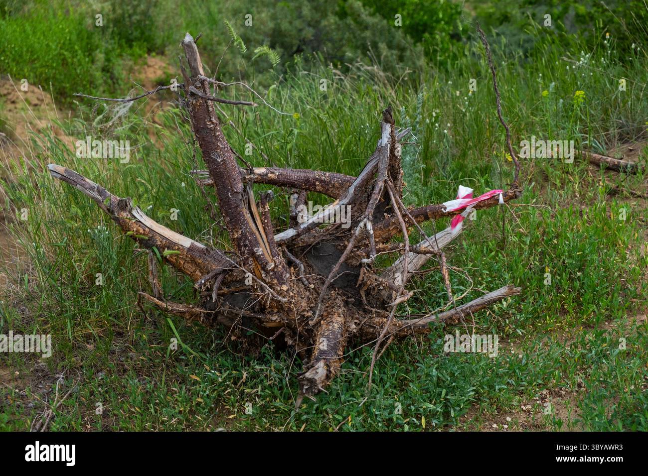 Uprooted stump an old tree against background green grass Stock Photo ...