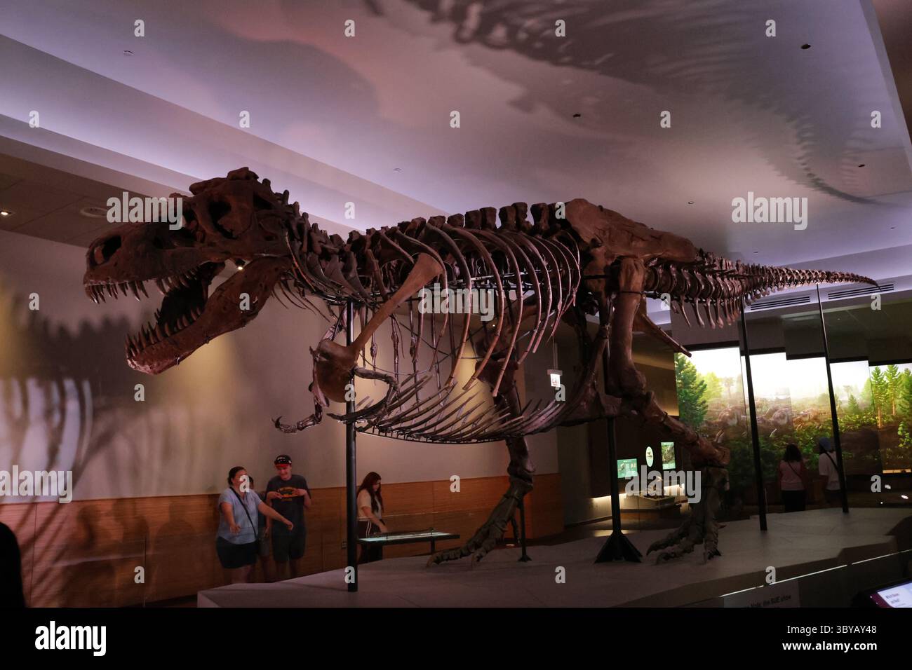 A view of a fossilized Tyrannosaurus Rex skeleton named Sue on display at the Field Museum in ...