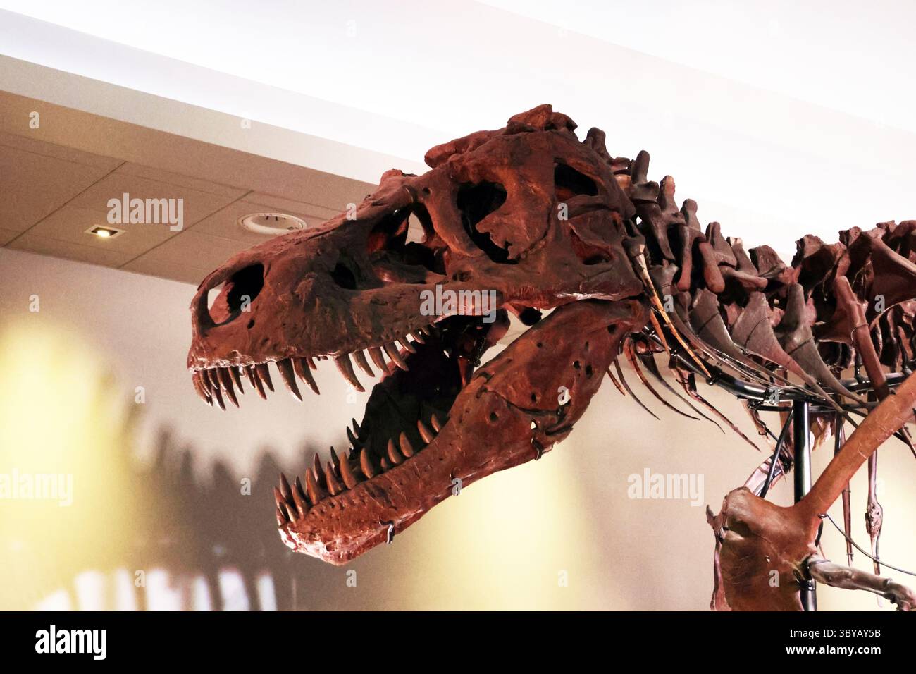 A general close up view of the skull of the Tyrannosaurus Rex named Sue ...