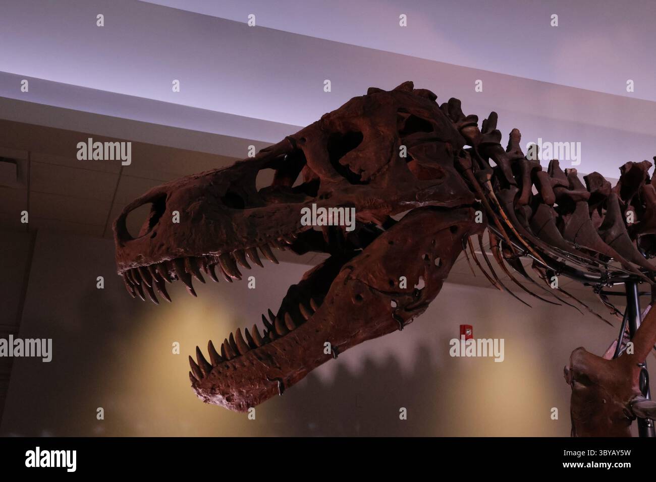 A general close up view of the skull of the Tyrannosaurus Rex named Sue ...