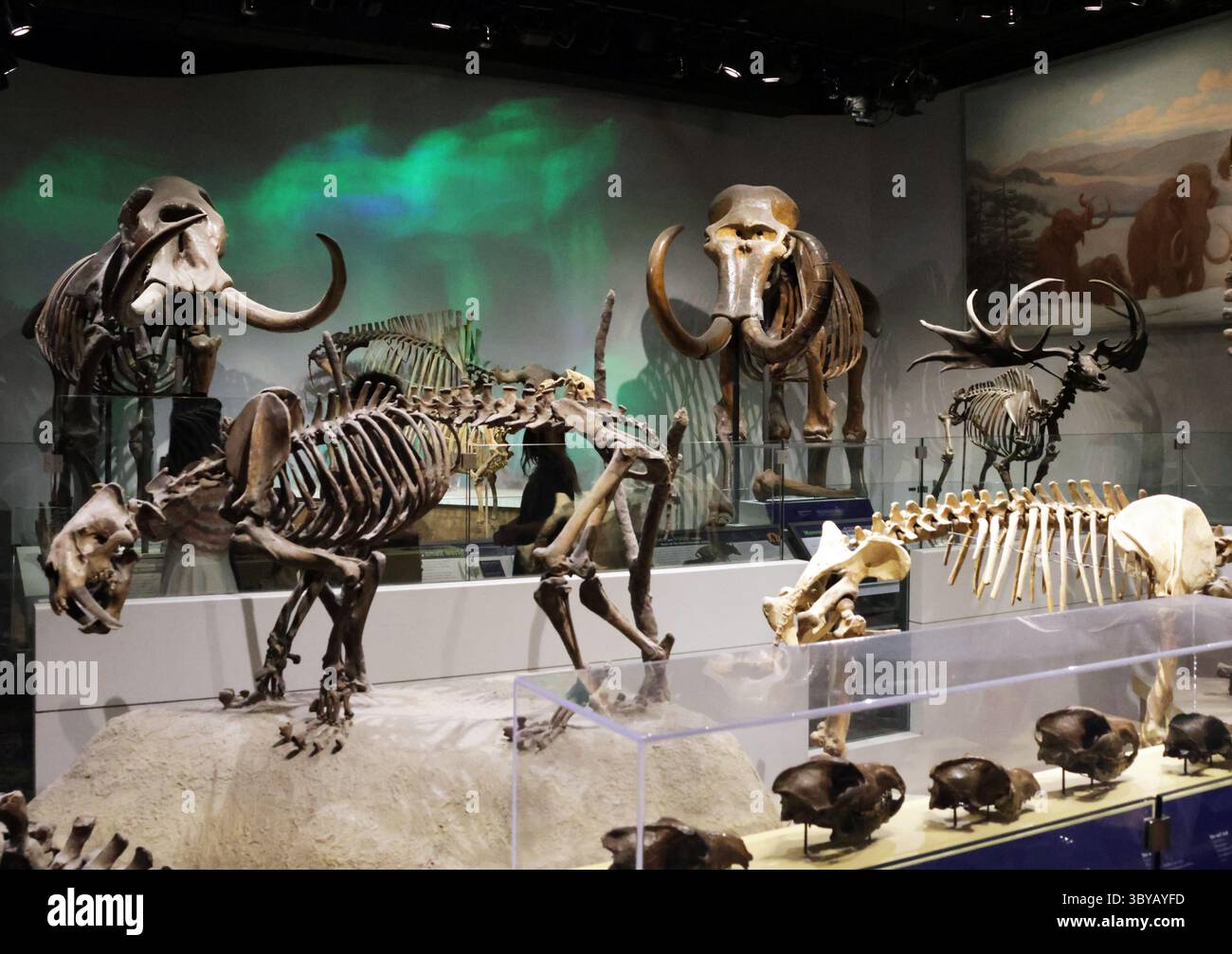 A general view of fossils at the Field Museum in Chicago, Illinois, USA ...