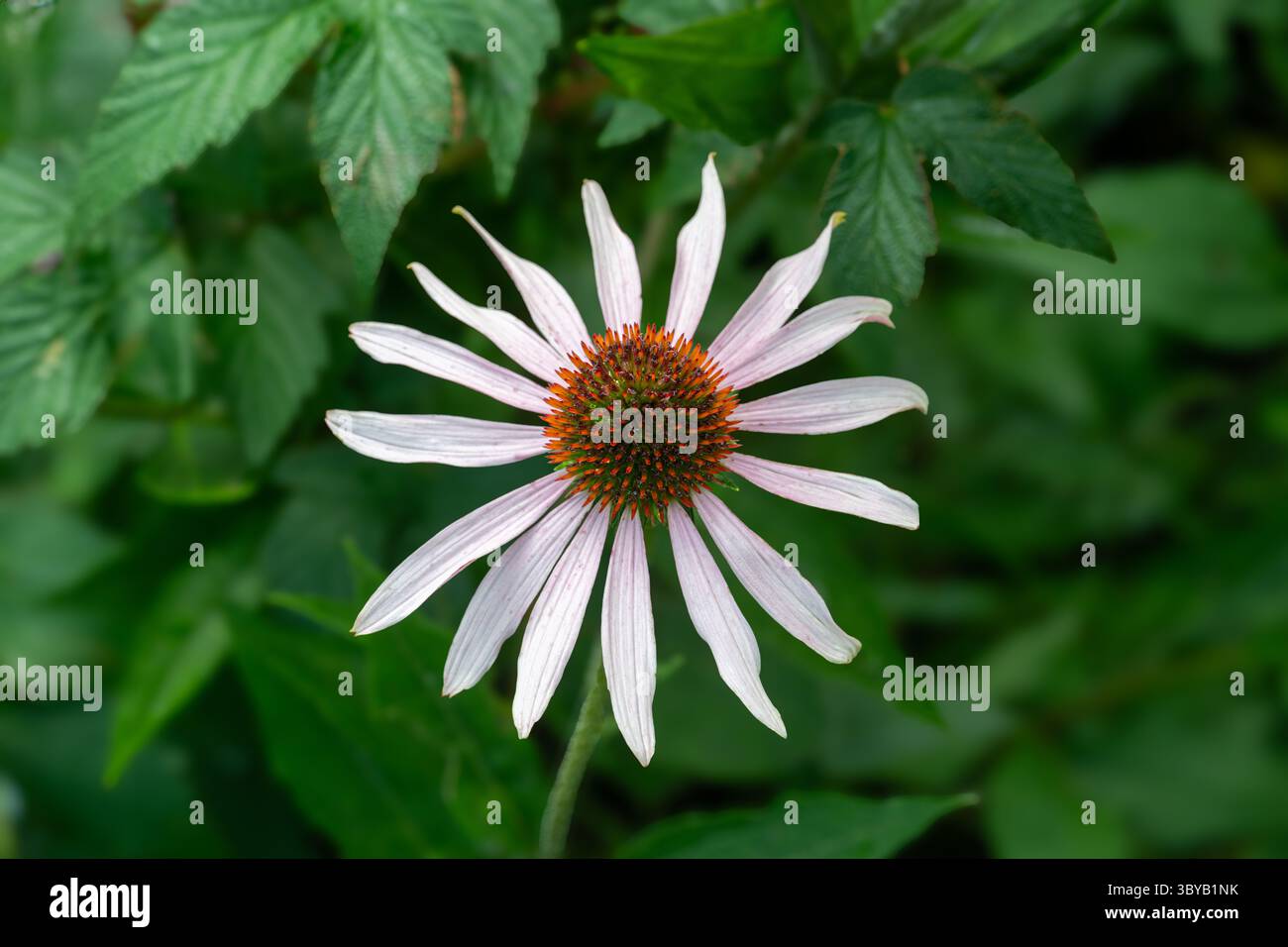 Cone flower blooms in hi-res stock photography and images - Alamy
