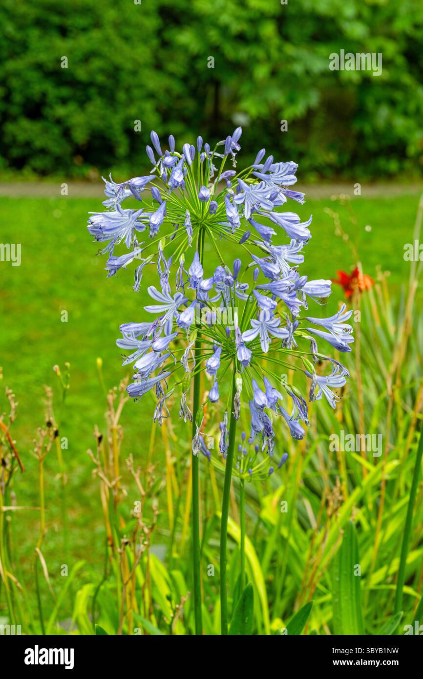 African lily (Agapanthus) purple flowers also called Lily of the Nile ...