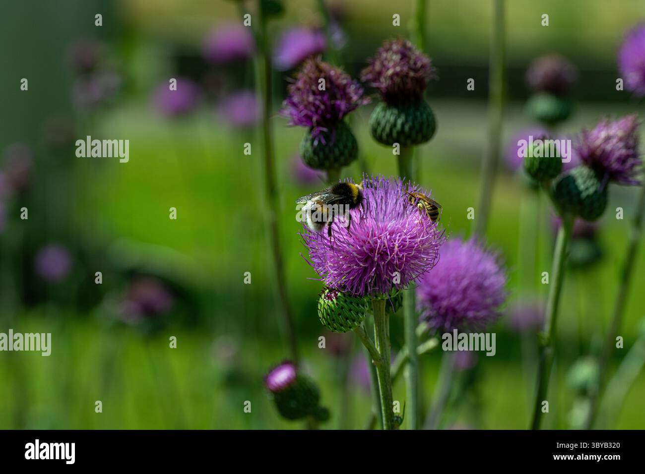 queen anne's thistle with bee, cirsium canum Stock Photo - Alamy