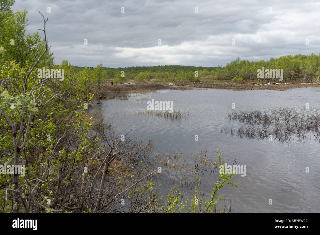 A man fishes at the edge of a northern wetland surrounded by fresh ...