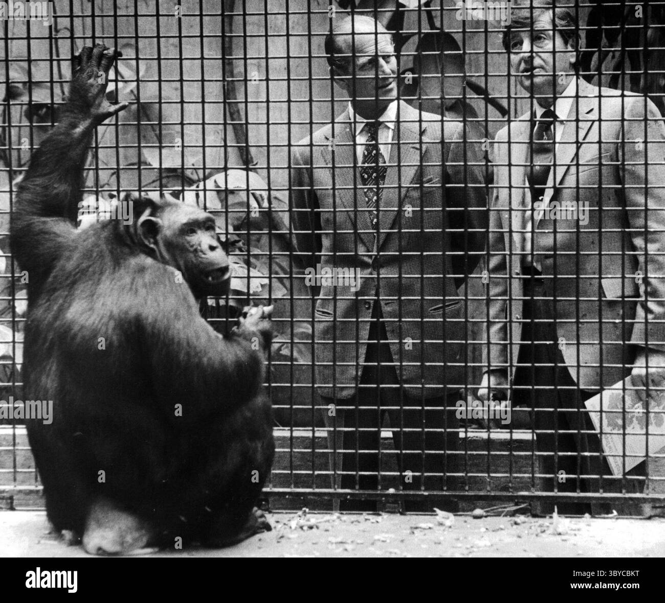 Chicago lincoln park zoo ape hi-res stock photography and images - Alamy