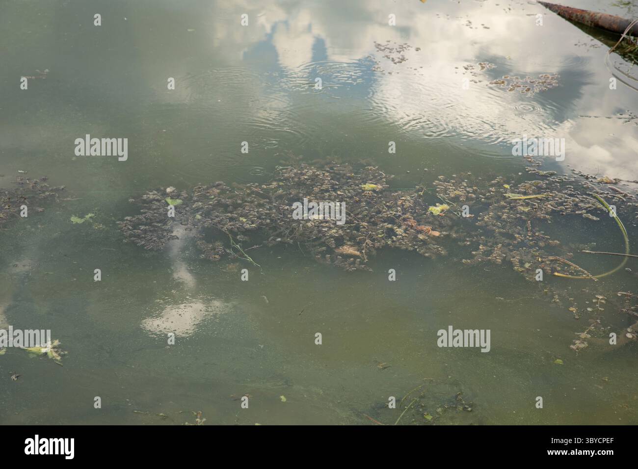 Close‑up of a pond surface disturbed by raindrop ripples, scattered ...