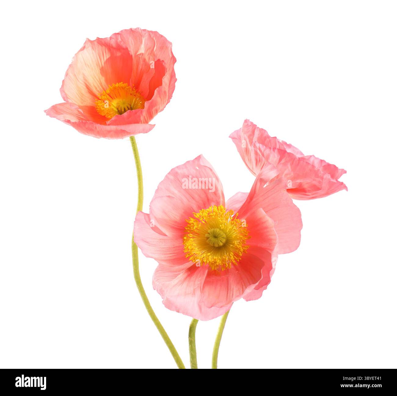 Three beautiful poppy flowers isolated on white Stock Photo - Alamy