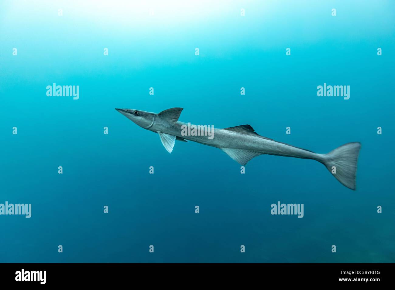 Remora fish, Remora remora, swims freely in blue water Stock Photo - Alamy