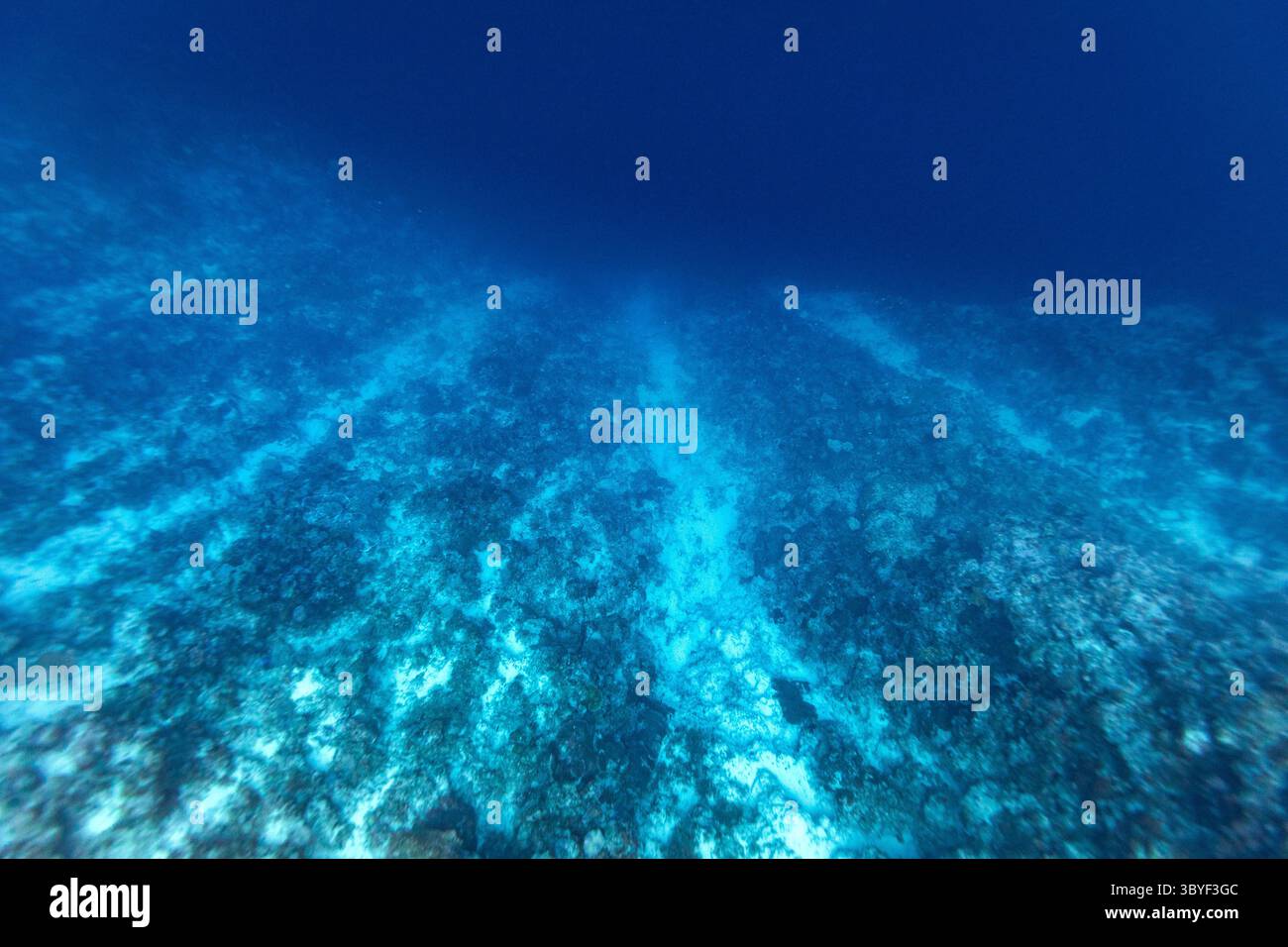 An underwater view of a coral reef, showcasing the vibrant marine ...