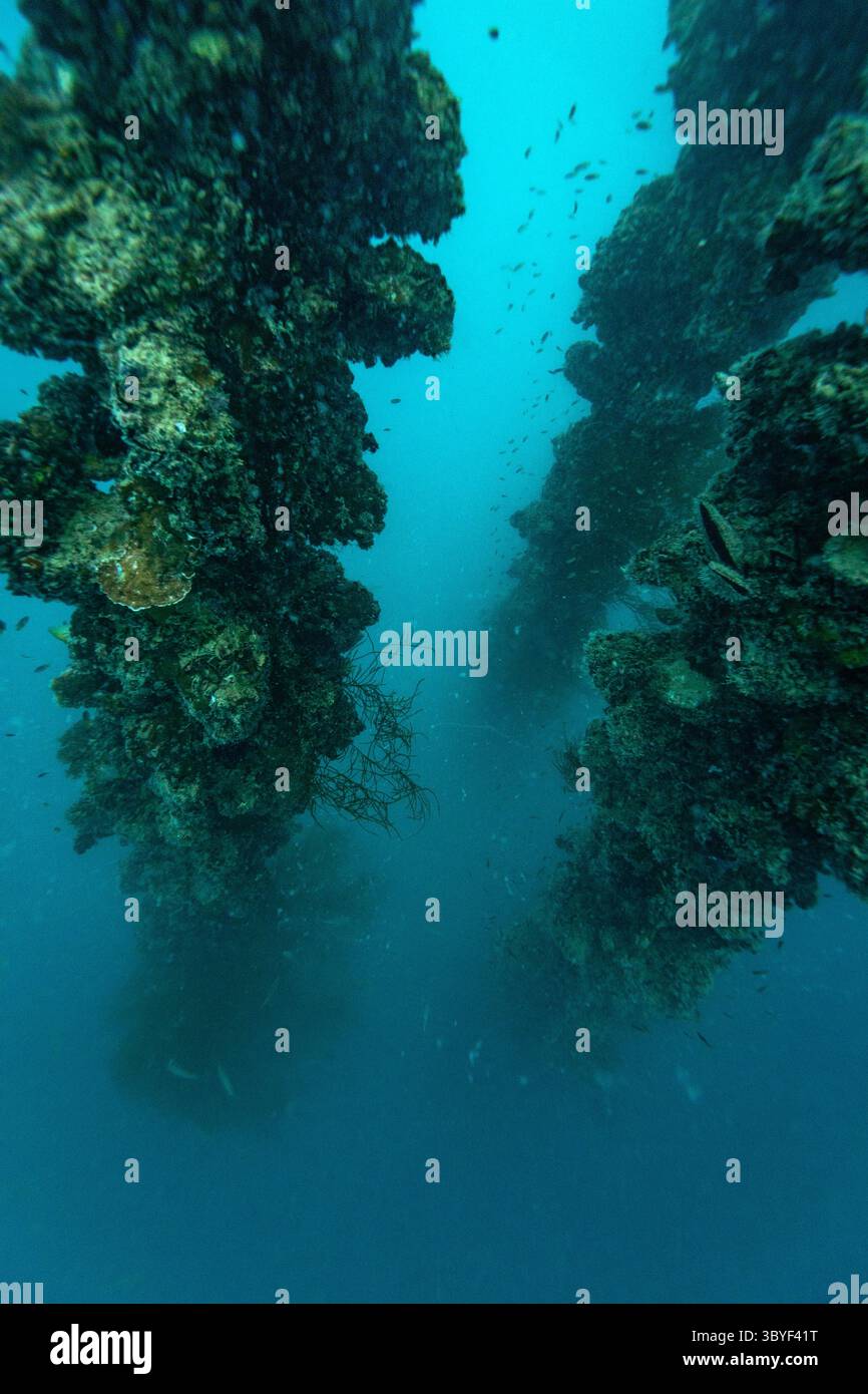 Schools of tiny fish swim around coral encrusted rigging towers rising ...