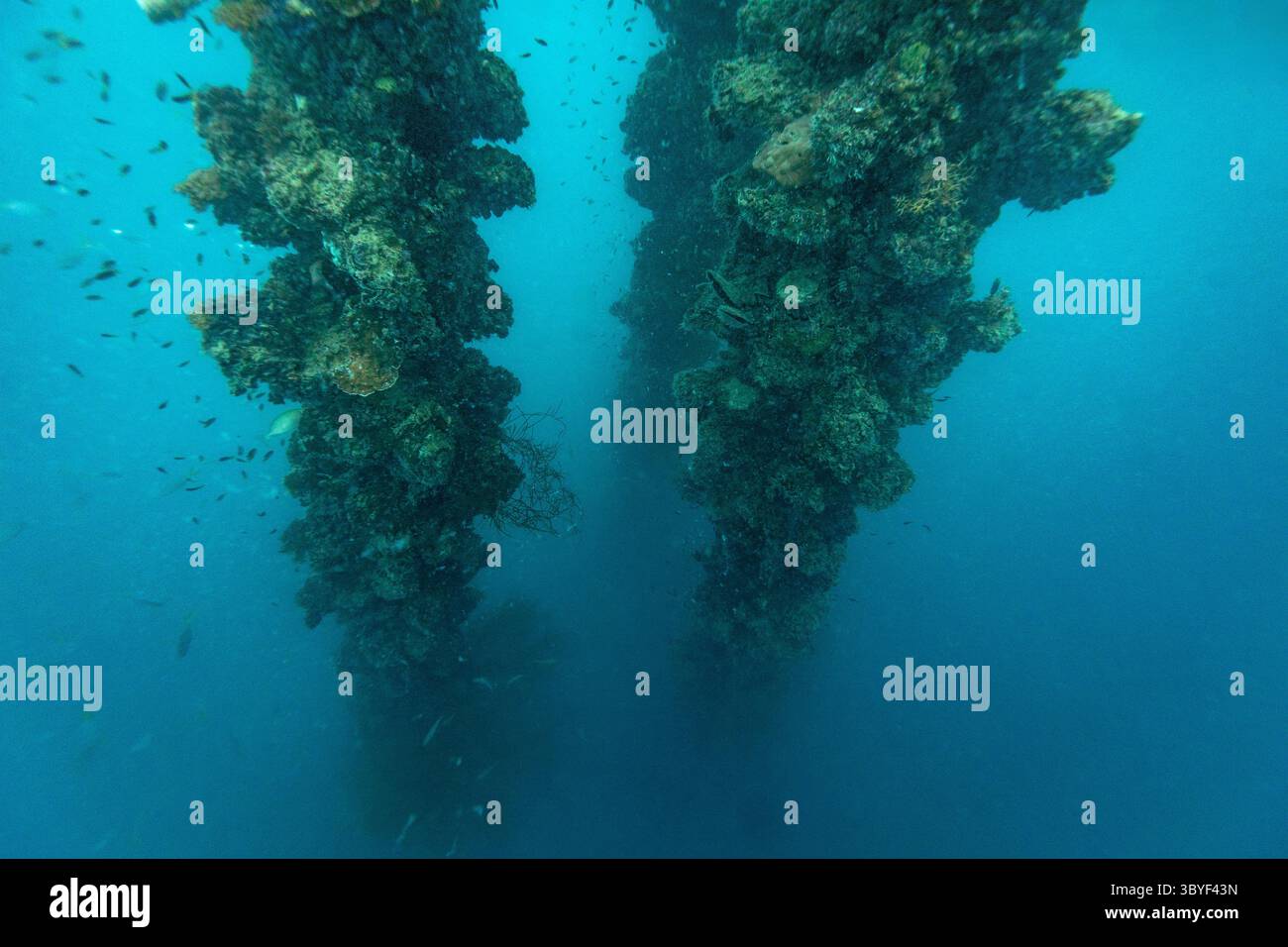Schools of tiny fish swim around coral encrusted rigging towers rising ...