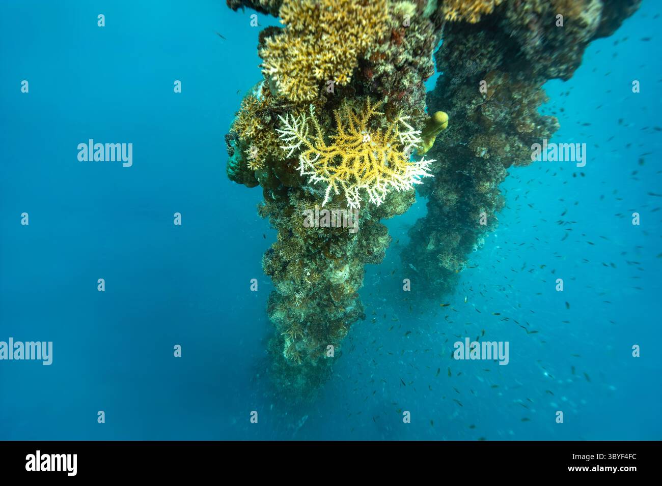 Schools of tiny fish swim around coral encrusted rigging towers rising ...