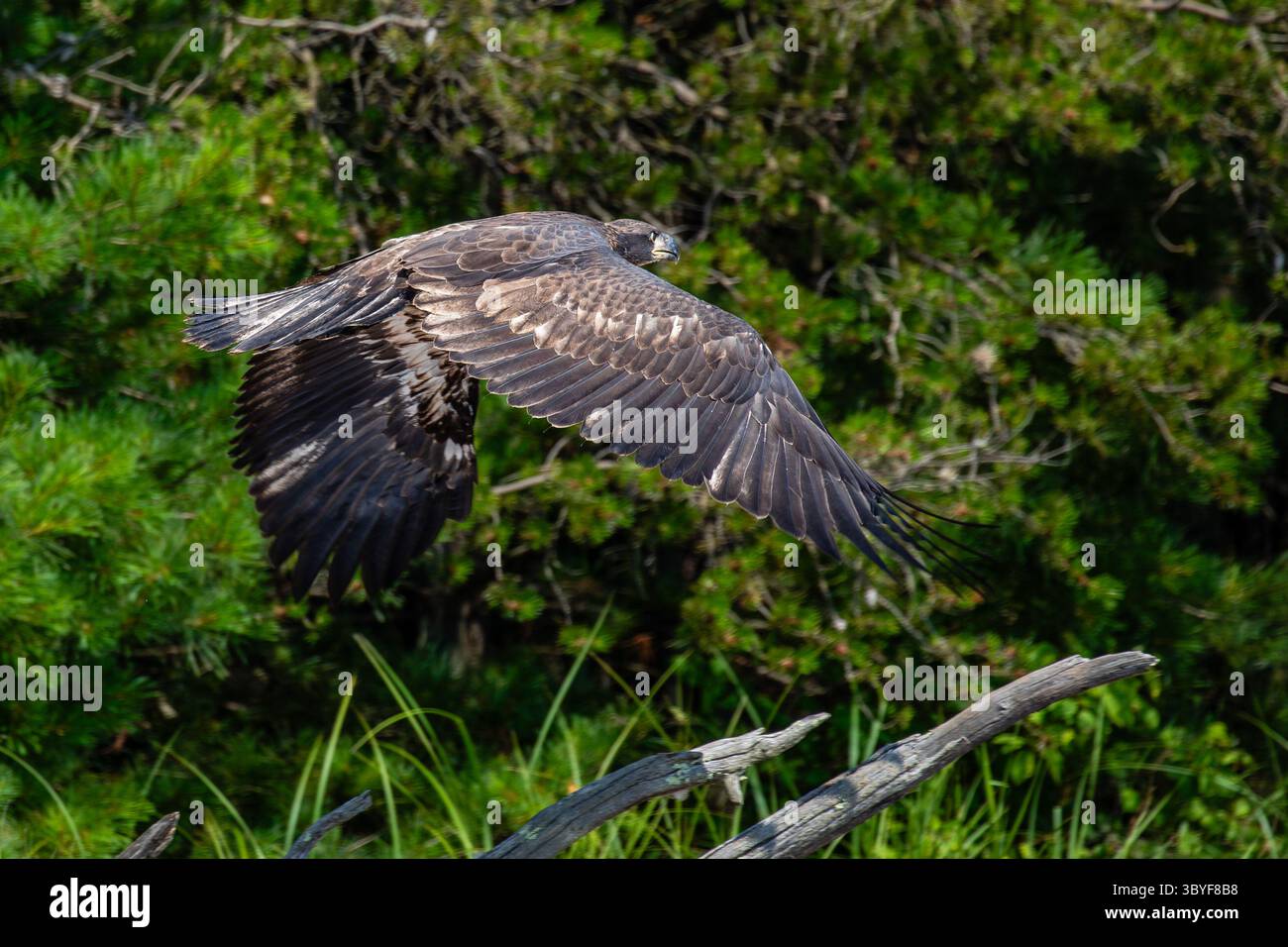 Bald Eagle (Haliaeetus leucocephalus) immature, flying over the beach ...