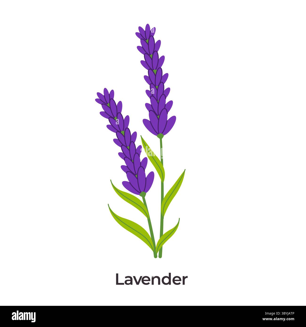 Featuring slender green Cut Out Stock Images & Pictures - Alamy