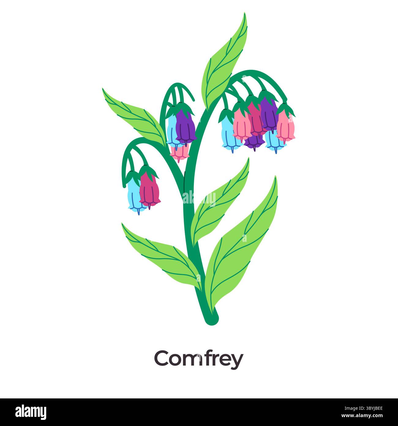 illustration of Comfrey herbal plant green stems and leaves with ...