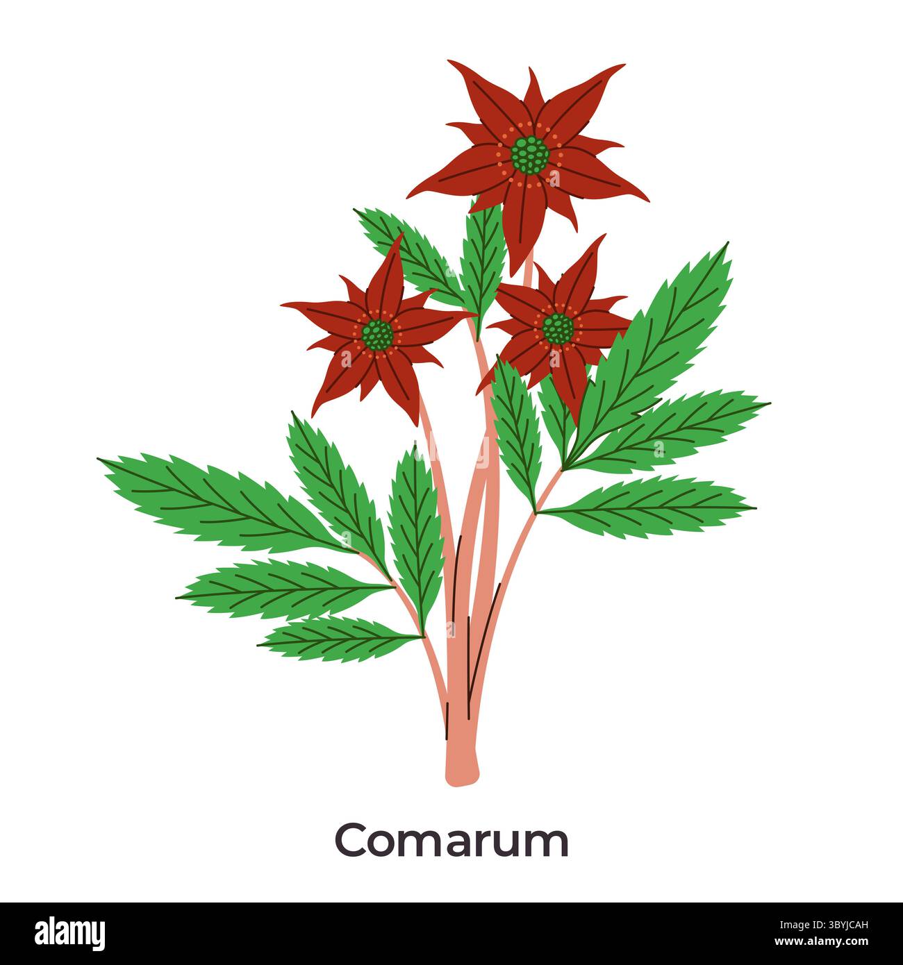 illustration of Comarum palustre or marsh cinquefoil featuring its ...