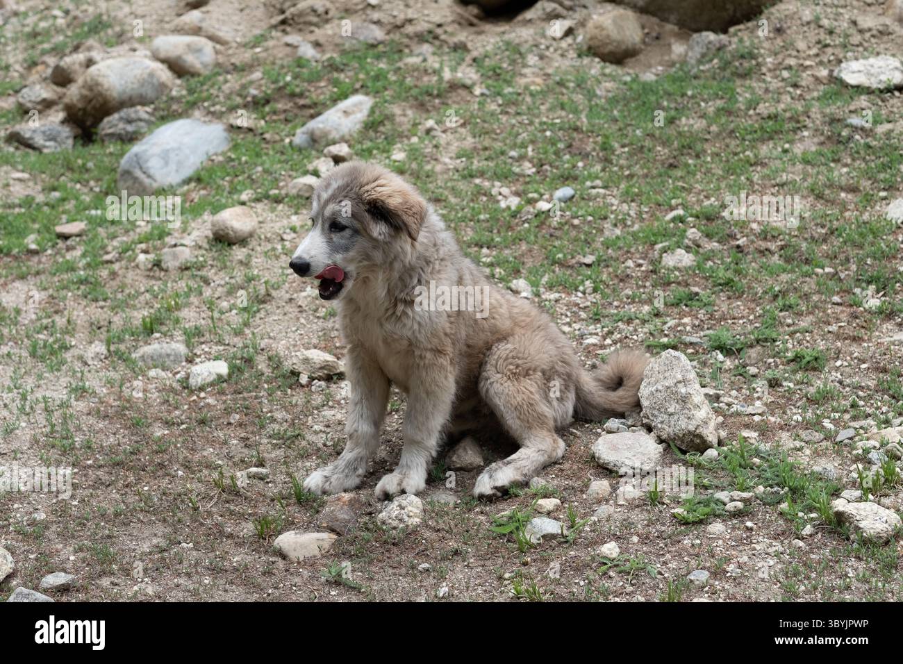 A charming fluffy puppy, a sheepdog breed, sitting on a patch of dirt ...