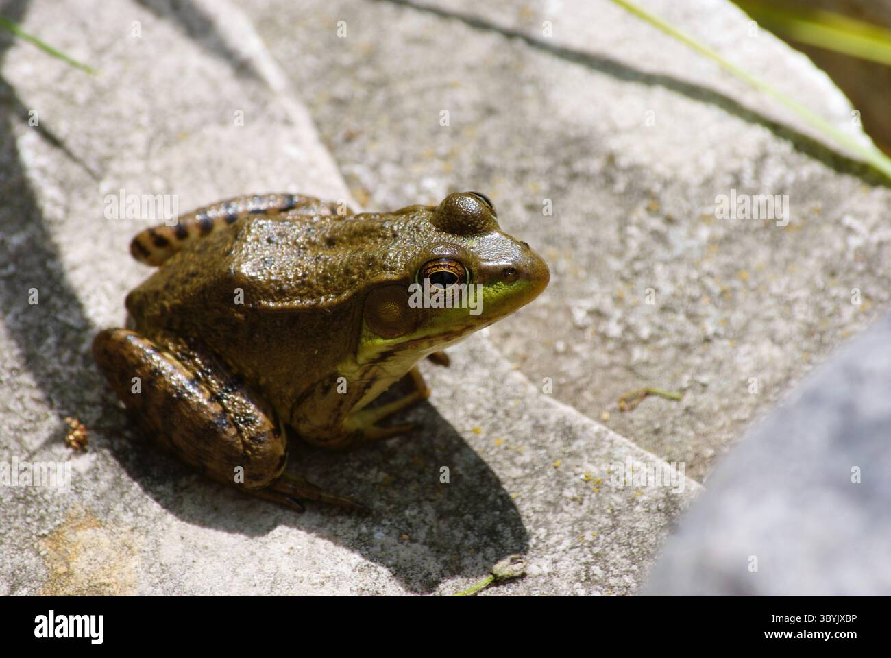 frog on rock Stock Photo - Alamy