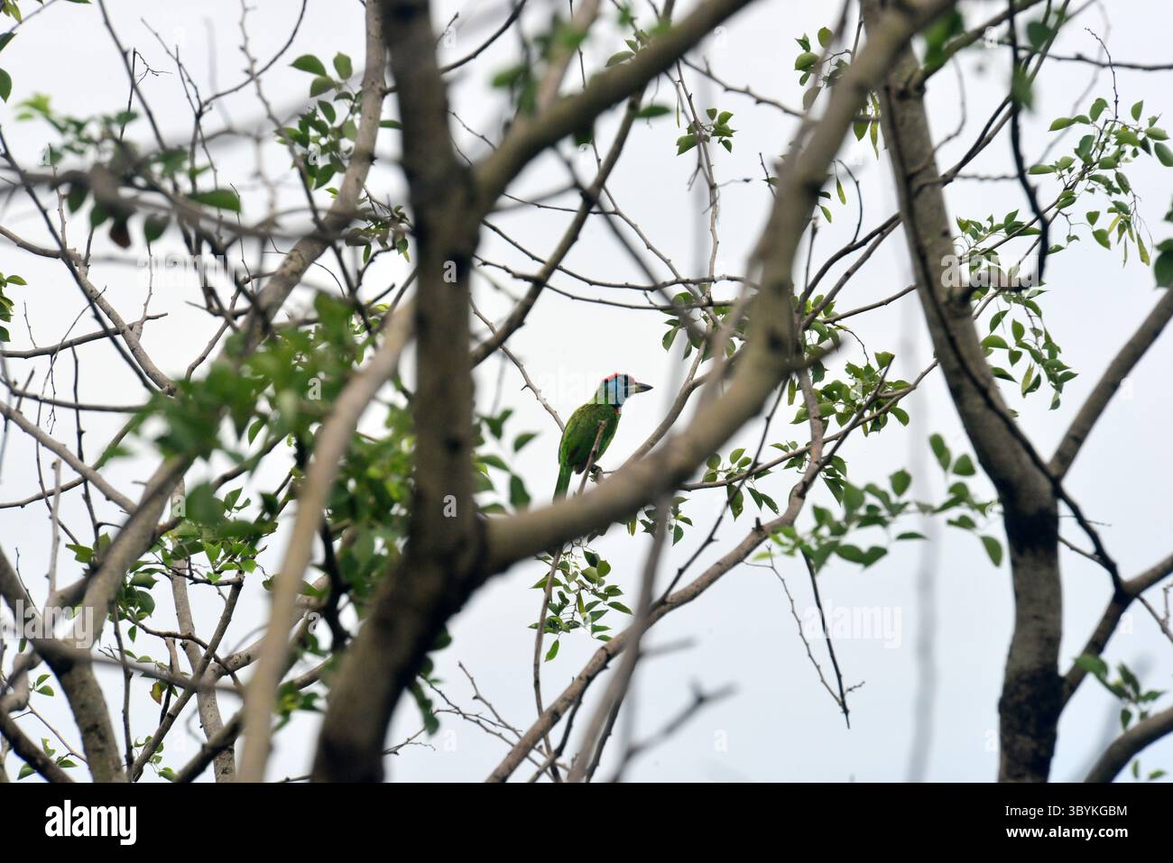 July 20, 2025, Siliguri, West Bengal, India: A Blue Throated Barbet ...