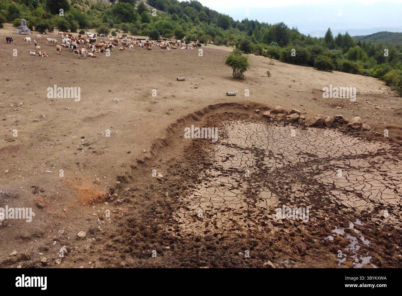Hundreds of cows and horses rest on a cracked dry land during a severe ...