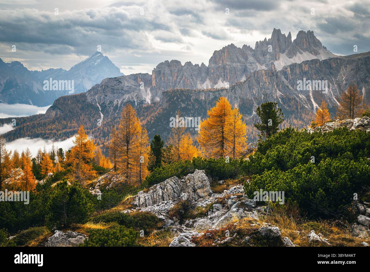 Magnificent autumn scenery with colorful larches and beautiful lacy ...