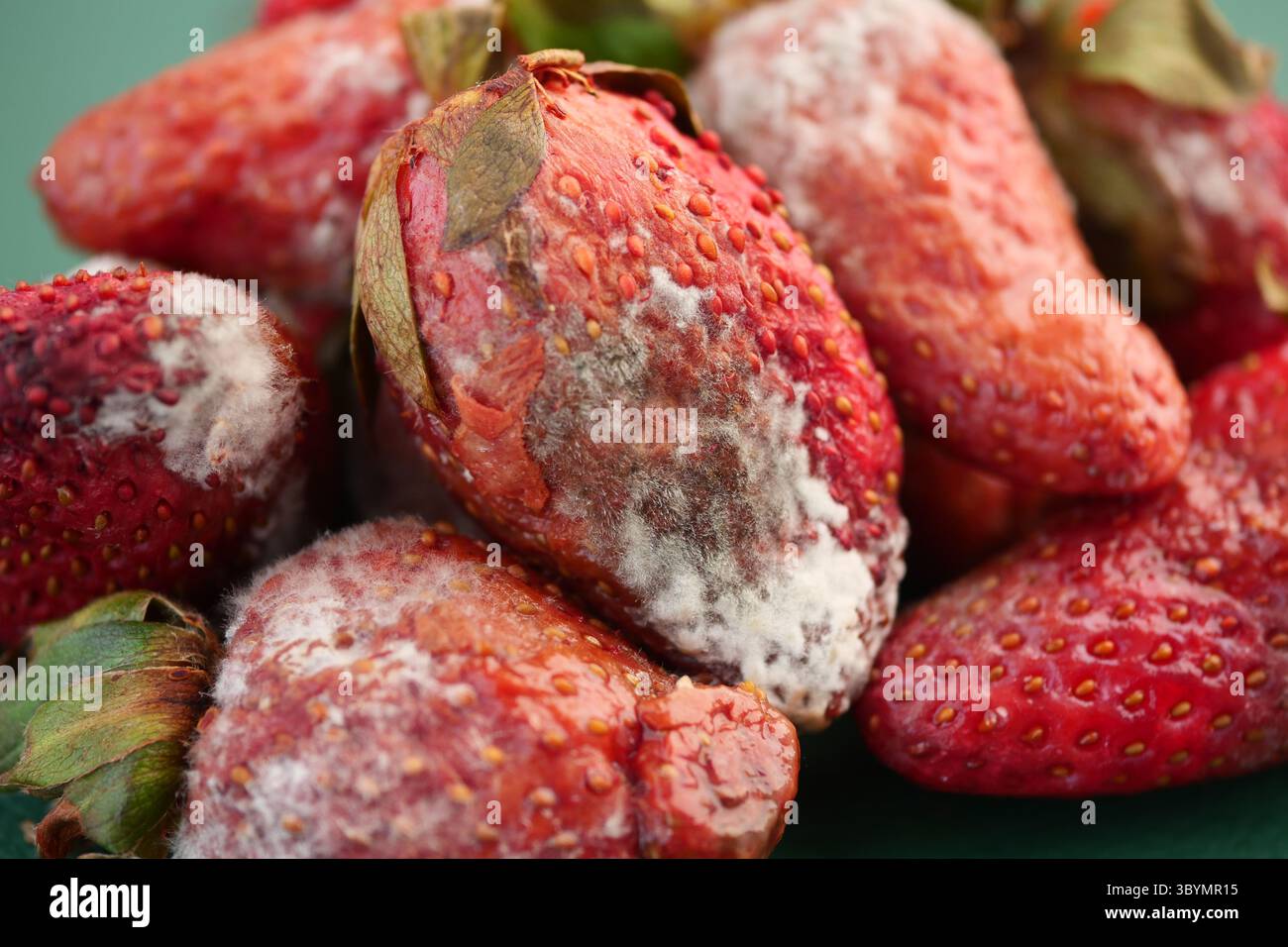 Spoiled strawberries showing signs of mold and decay Stock Photo - Alamy