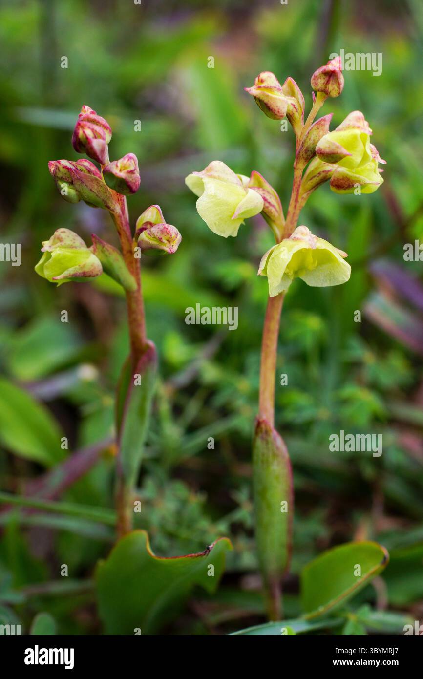 Pterygodium catholicum hi-res stock photography and images - Alamy