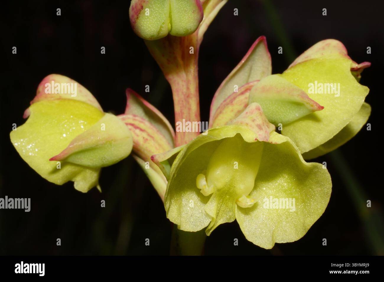 Tiny yellow flowers of the Cowl Bonnet orchid (Pterygodium catholicum ...