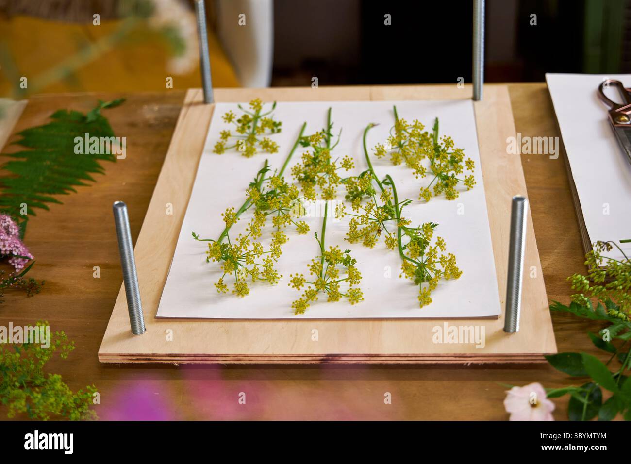 Pressing flowers project hi-res stock photography and images - Alamy