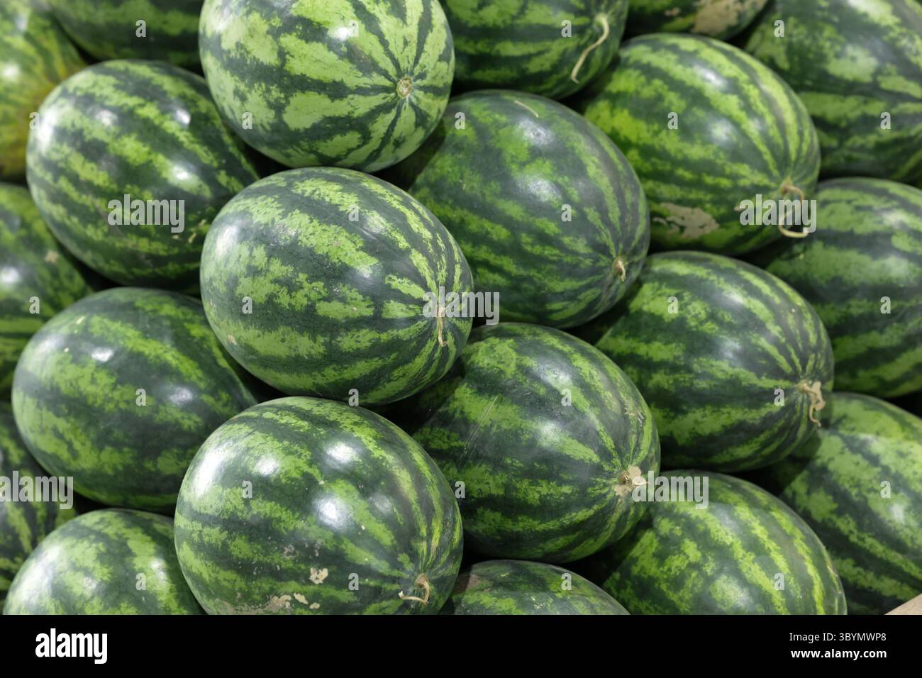 Green watermelons are stacked in a pile. A lot of watermelons are on ...