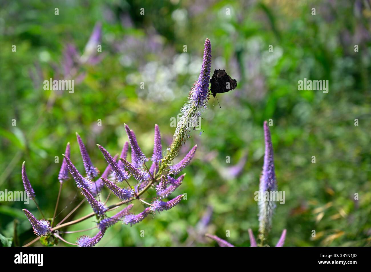 Light purple summer flowers of Culver's root, Veronicastrum virginicum ...
