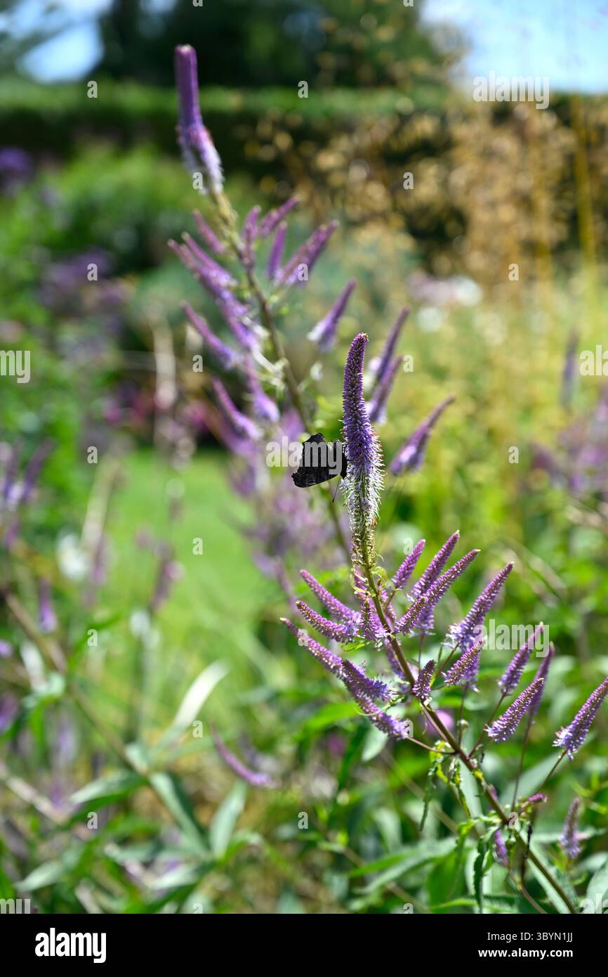 Light purple summer flowers of Culver's root, Veronicastrum virginicum ...