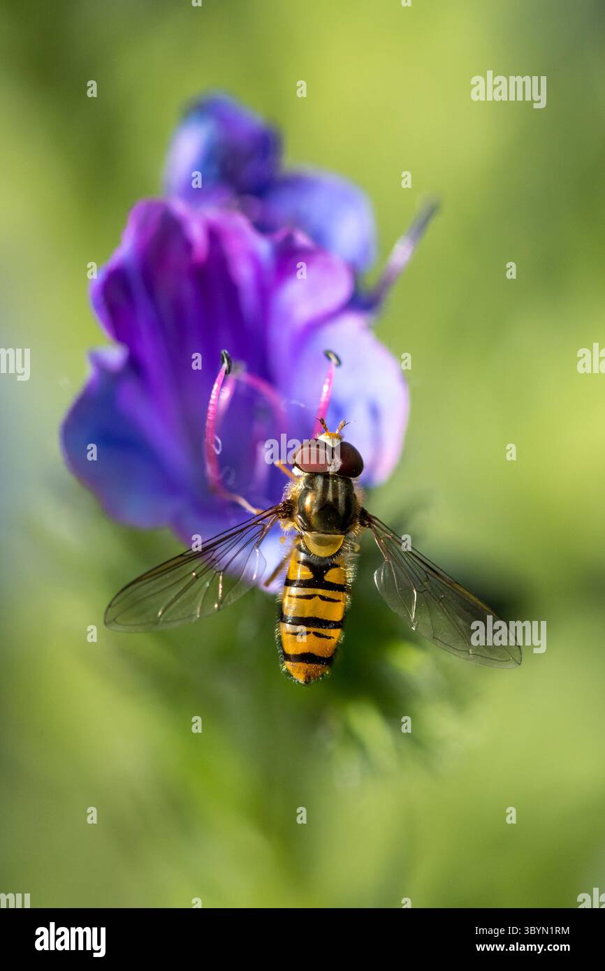 Hover fly (syrphidae) on purple flower eating nectar with blurred green ...