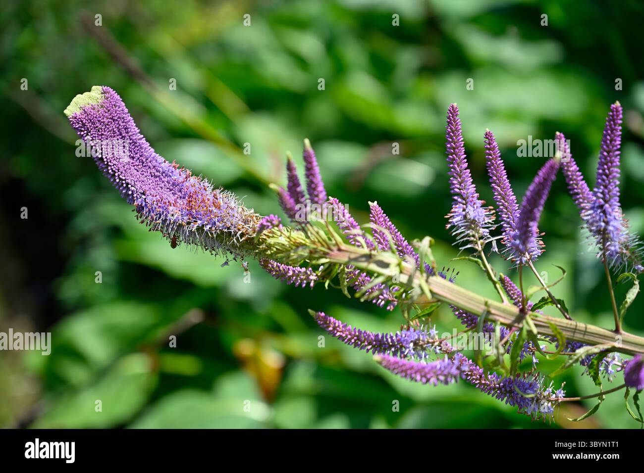 Purple fasciated hi-res stock photography and images - Alamy