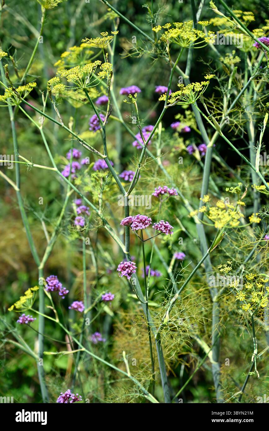 Yellow summer flowers of fennel (Foeniculum vulgare) and purple Verbena ...