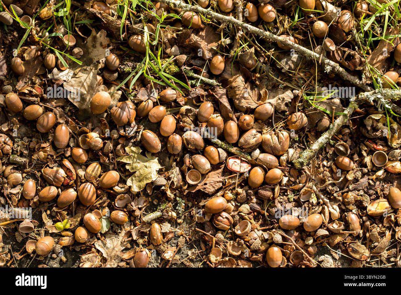 Acorn ripeness hi-res stock photography and images - Alamy