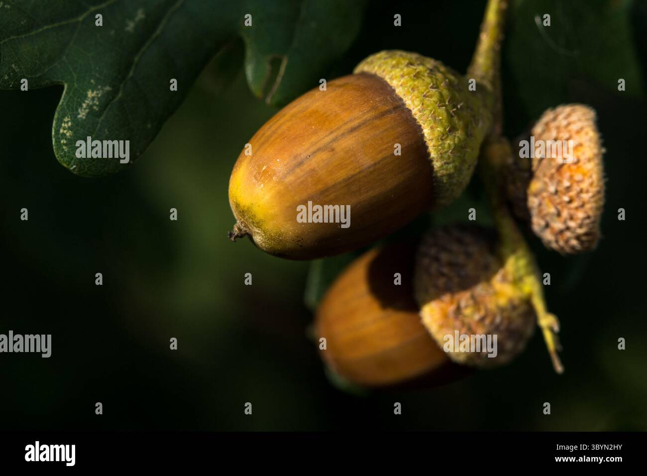 Green acorn hanging from tree hi-res stock photography and images - Alamy