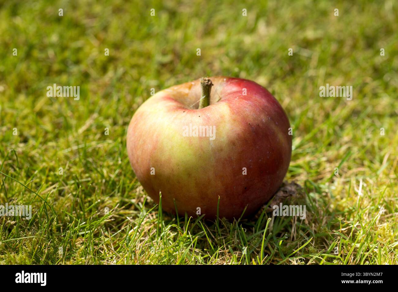 ripe red apple standing og grass in sunlight with copy space Stock ...