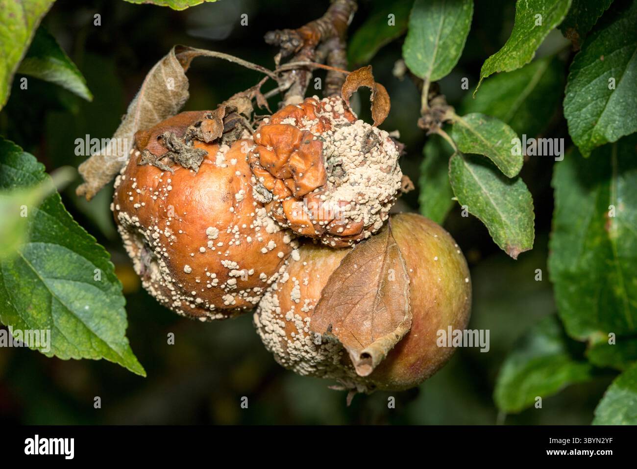 Rotten apple hanging in tree, spolet fruit on tree not eatable Stock ...
