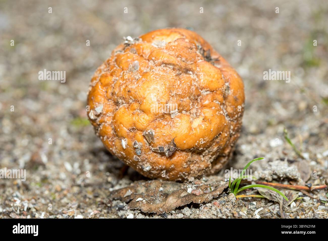 rotten apple on the ground with fungus and blurred background closeup ...