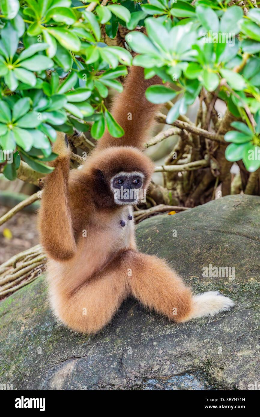 The white-handed gibbon (Hylobates lar) is a small arboreal primate ...