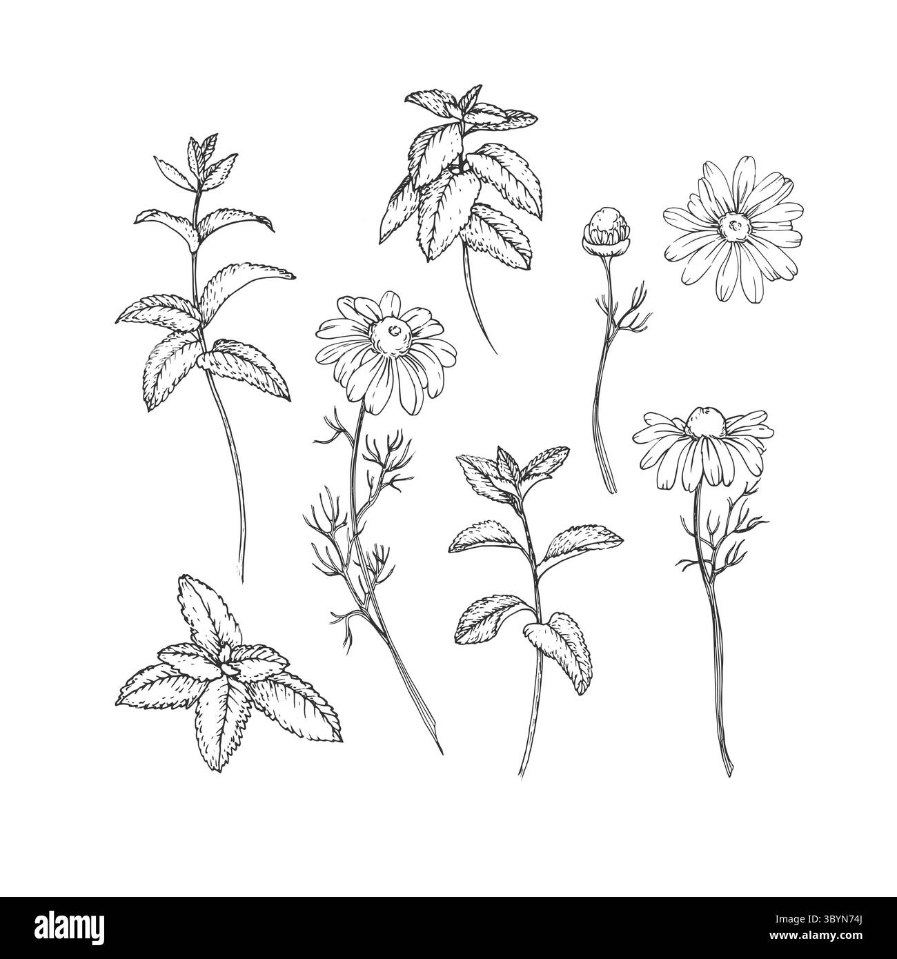 Calming herbs set of vector illustrations hand drawn in ink. Chamomile ...