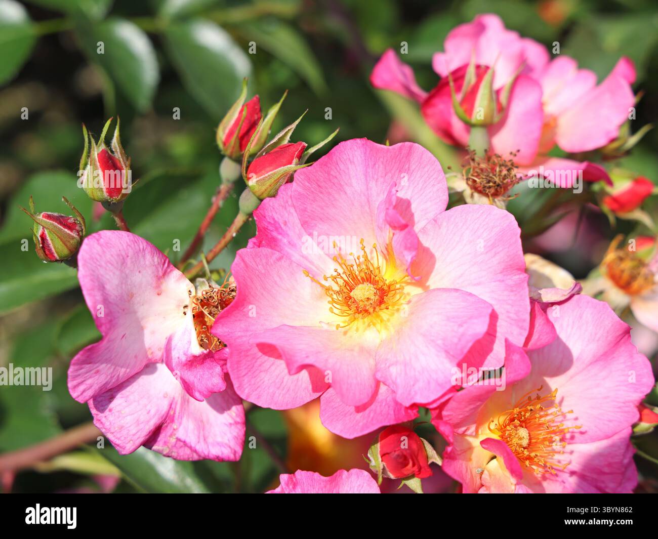 rose tree in full flourish Stock Photo - Alamy