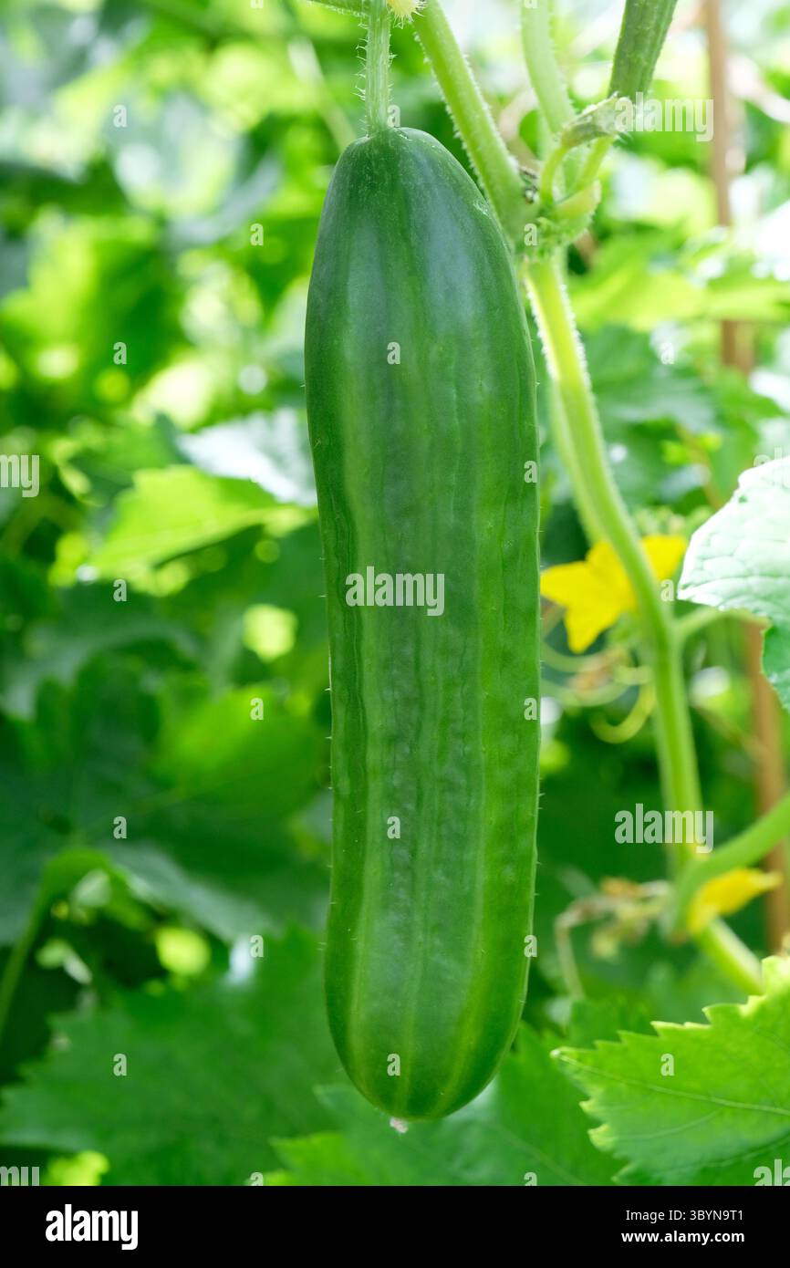 Single cucumber growing under greenhouse conditions - John Gollop Stock ...