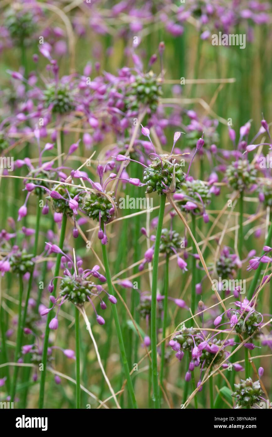 Allium flavum pulchellum hi-res stock photography and images - Alamy