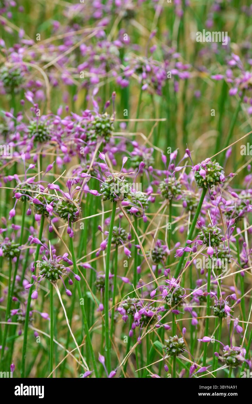 Elongated umbels hi-res stock photography and images - Alamy