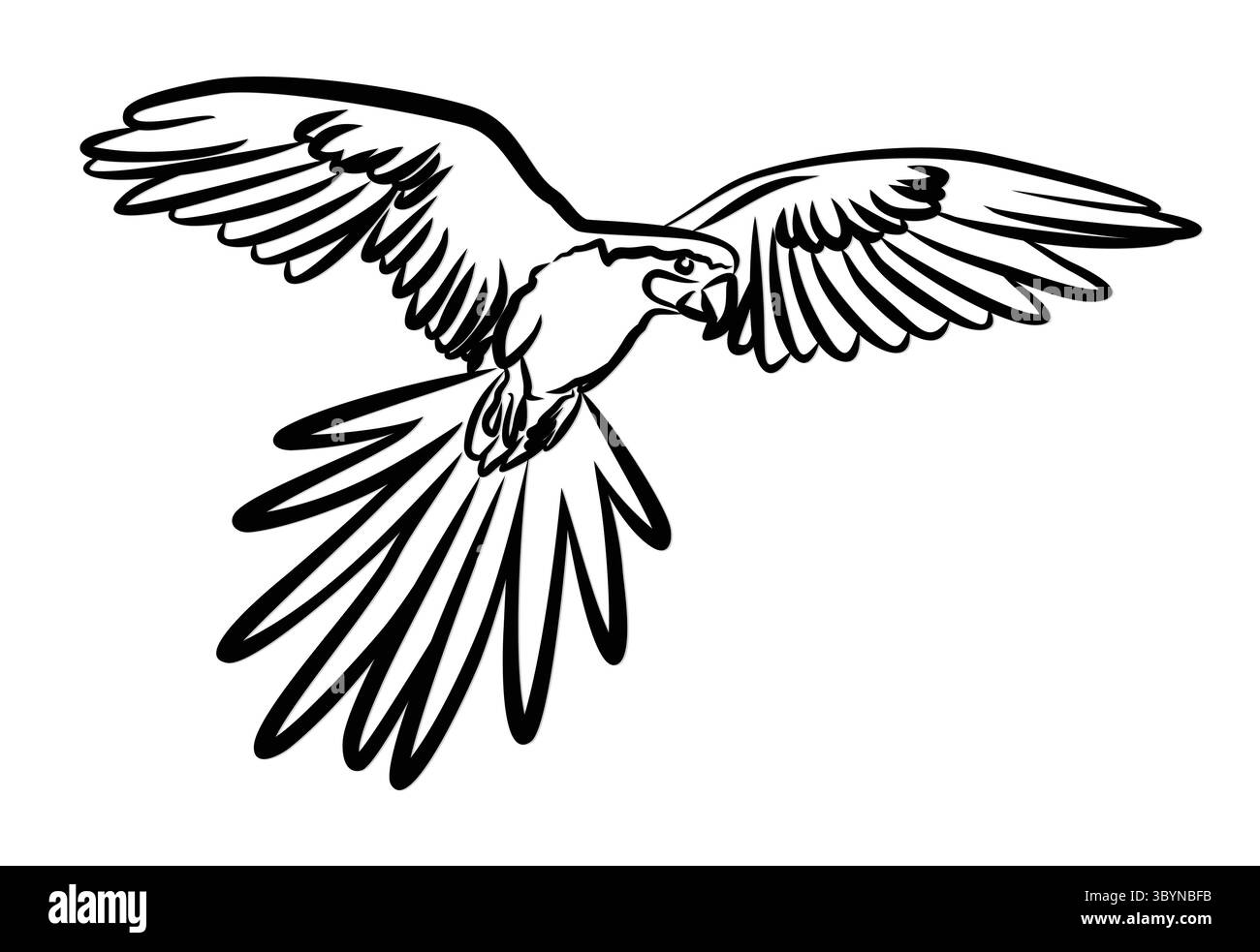 the Flying parrot Stock Vector Image & Art - Alamy